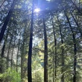 Washington Park Loop, Oregon - 1,438 Reviews, Map | AllTrails