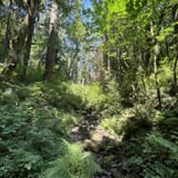 Tryon Creek Triple Bridge Loop, Oregon - 1,356 Reviews, Map | AllTrails