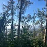 Mount Sutro Loop, California - 2,139 Reviews, Map | AllTrails