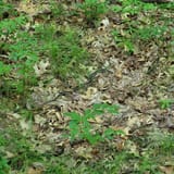 Tobico Marsh Trail, Michigan - 648 Reviews, Map | AllTrails