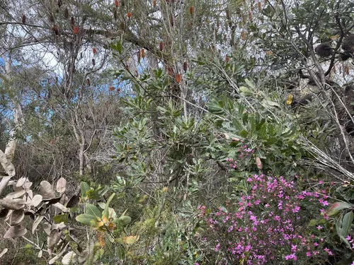 Best Hikes and Trails in Ourimbah State Forest | AllTrails