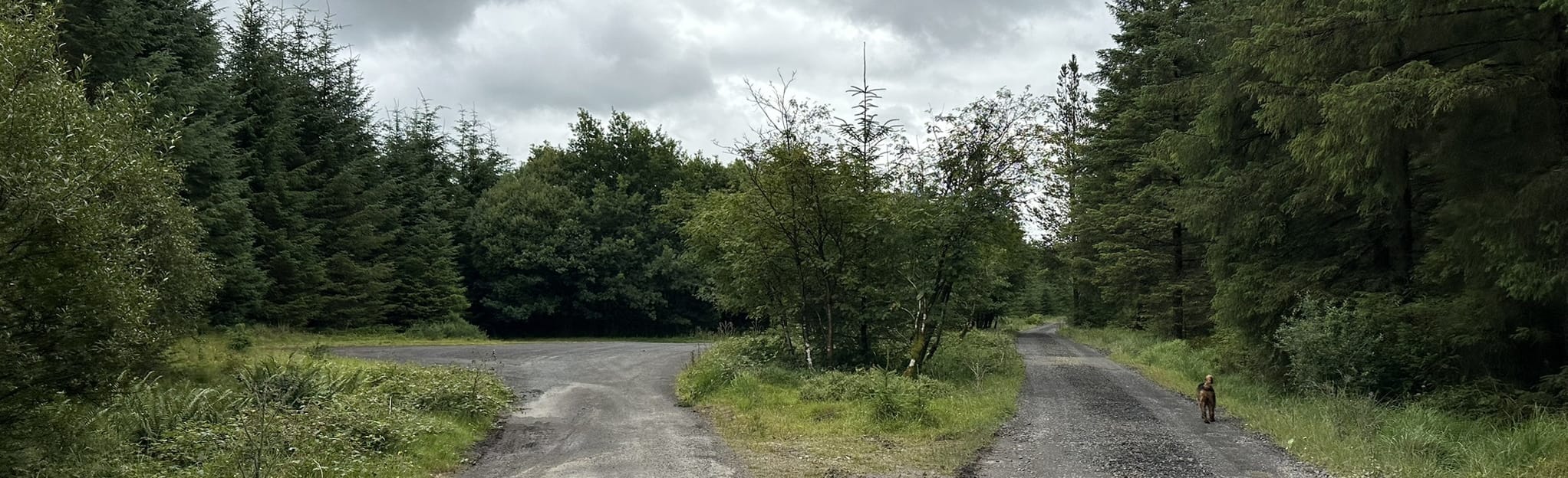 Davagh Forest - Slaght Road, Mid Ulster, Northern Ireland - 3 Reviews ...