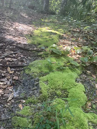 Best Hikes and Trails in Hidden Waters Preserve | AllTrails