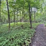 Cascade Falls Loop Trail, Massachusetts - 771 Reviews, Map | AllTrails