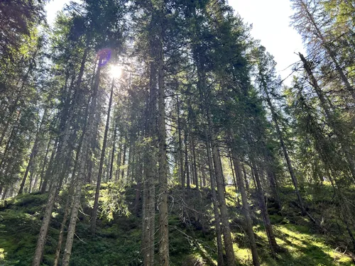2023 Best Wild Flowers Trails in Kindla Naturreservat | AllTrails