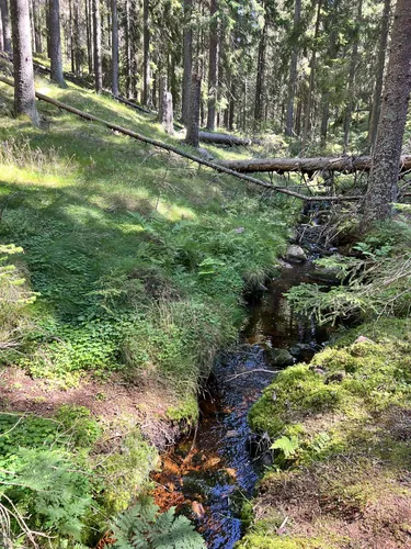 2023 Best Wild Flowers Trails in Kindla Naturreservat | AllTrails