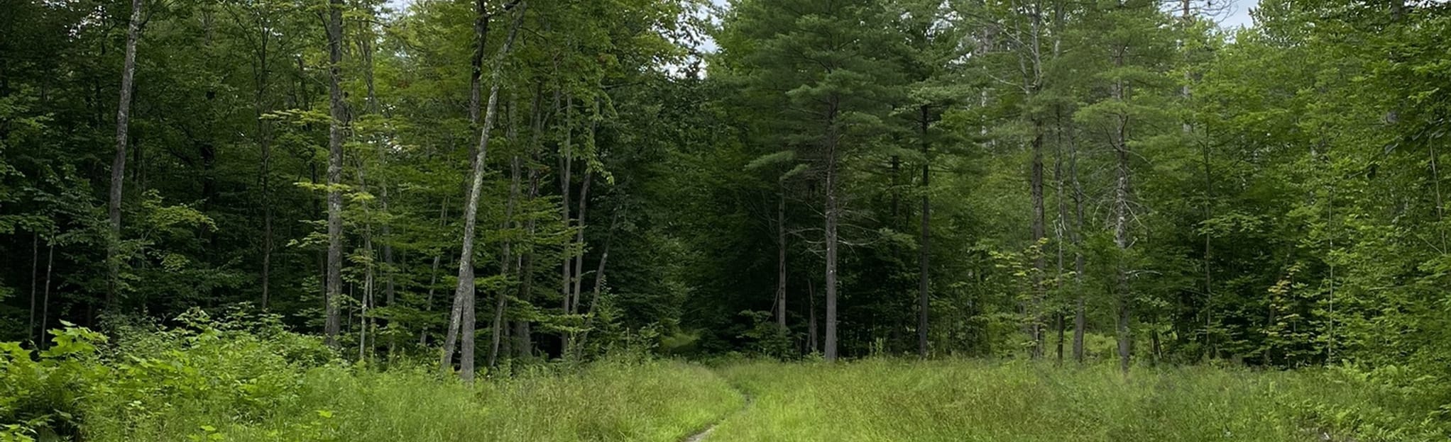 Allen-Whitney North Loop, Maine - 53 Reviews, Map | AllTrails