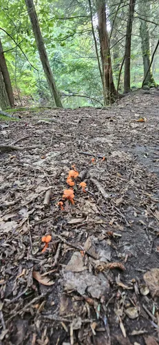 Best Hikes and Trails in Mianus River State Park | AllTrails