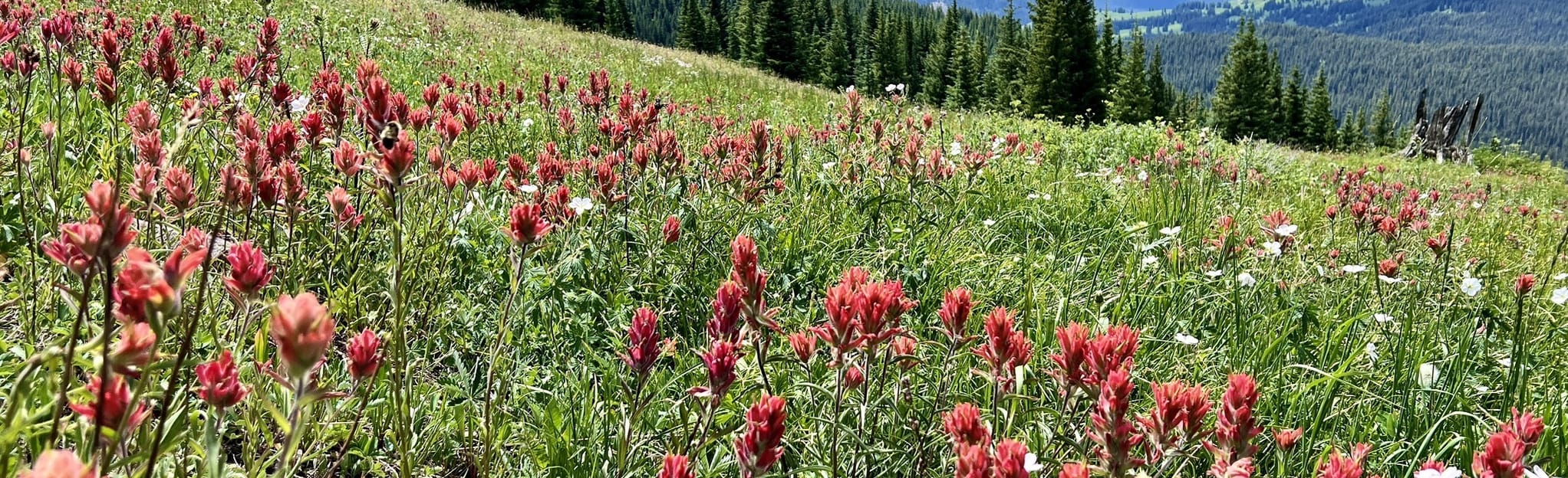 Elliott's Ridge Trail, Colorado - 21 Reviews, Map | AllTrails