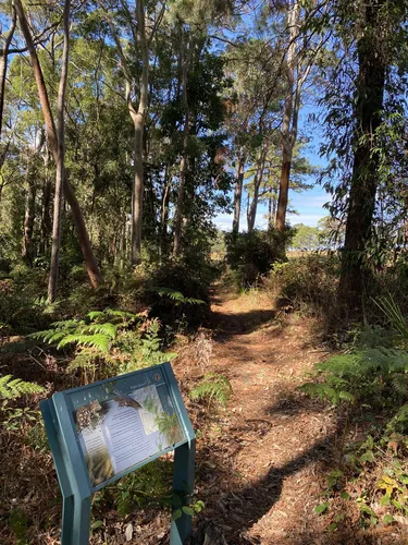 Best Hikes and Trails in Ourimbah State Forest | AllTrails