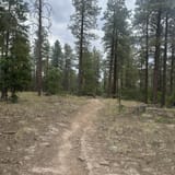Bill Williams Mountain Trail, Arizona - 486 Reviews, Map | AllTrails