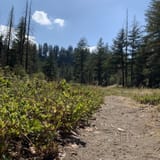 Sandy River Trail, Oregon - 326 Reviews, Map | AllTrails