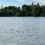 Waughop Lake Loop , Washington - 698 Reviews, Map | AllTrails