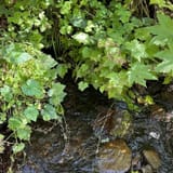 Angels Rest to Devil's Rest Loop Trail, Oregon - 1,143 Reviews, Map ...