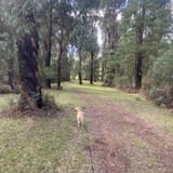 Taggerty River Lookout Loop, Victoria, Australia - 67 Reviews, Map ...