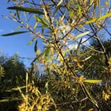 Manly Dam Loop, New South Wales, Australia - 896 Reviews, Map | AllTrails