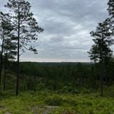 Longleaf Vista Interpretive Trail, Louisiana - 306 Reviews, Map | AllTrails