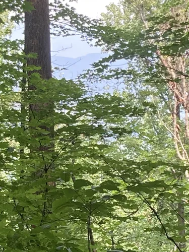 Best Hikes and Trails in Lone Mountain State Forest | AllTrails