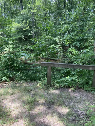 Best Hikes and Trails in Lone Mountain State Forest | AllTrails