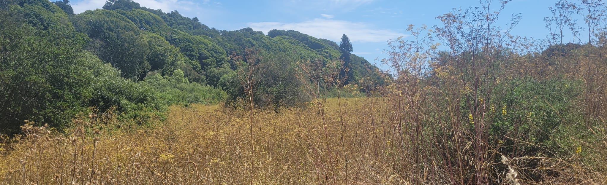 Cowboy Loop Trail: 67 Reviews, Map - California | AllTrails