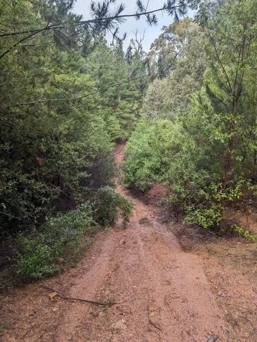 Best Hikes and Trails in Kelly Plantation | AllTrails