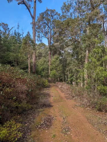 Best Hikes and Trails in Kelly Plantation | AllTrails