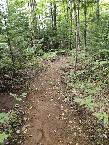 Best Walking Trails in Gore | AllTrails