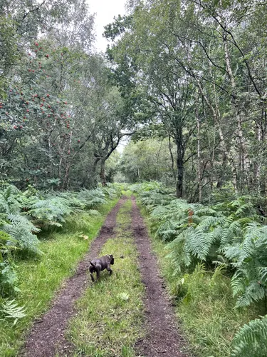 Best Hikes and Trails in Fenns, Whixall, Bettisfield Mosses National ...