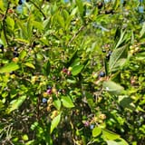 Chamberlain-Reynolds Memorial Forest Loop, New Hampshire - 830 Reviews ...