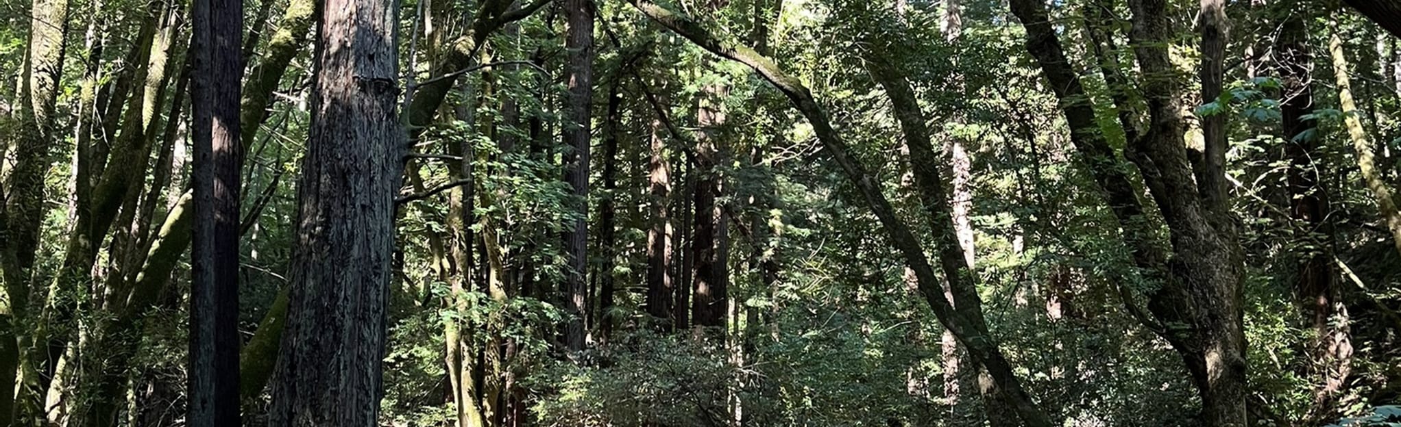 Barbara Springs Trail, California - 65 Reviews, Map | AllTrails