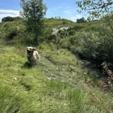 Niwot Loop Trail, Colorado - 619 Reviews, Map | AllTrails