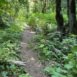 Sandy River Trail, Oregon - 326 Reviews, Map | AllTrails