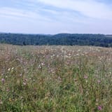 Black Ridge Trail, Virginia - 583 Reviews, Map | AllTrails