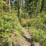 Cascade Falls Overlook Trail, Montana - 265 Reviews, Map | AllTrails