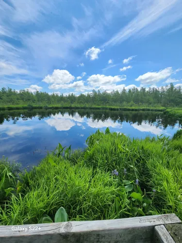 Best Hikes and Trails in Volo Bog State Natural Area | AllTrails