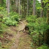 Baker River Trail, Washington - 237 Reviews, Map | AllTrails