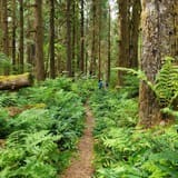 Baker River Trail, Washington - 237 Reviews, Map | AllTrails