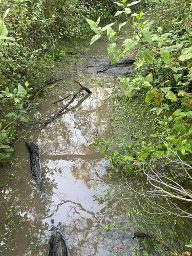 Best Hikes and Trails in Bolwarra | AllTrails