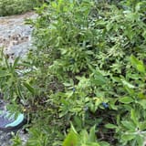 Mount Meader Trail, New Hampshire - 144 Reviews, Map | AllTrails