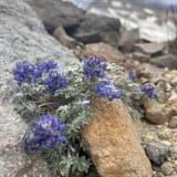 Mount Ruth via Glacier Basin and Emmons Moraine Trails, Washington - 70 ...