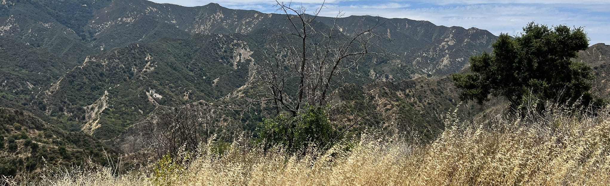 Towsley Canyon Loop Trail: 3,620 Reviews, Map - California | AllTrails
