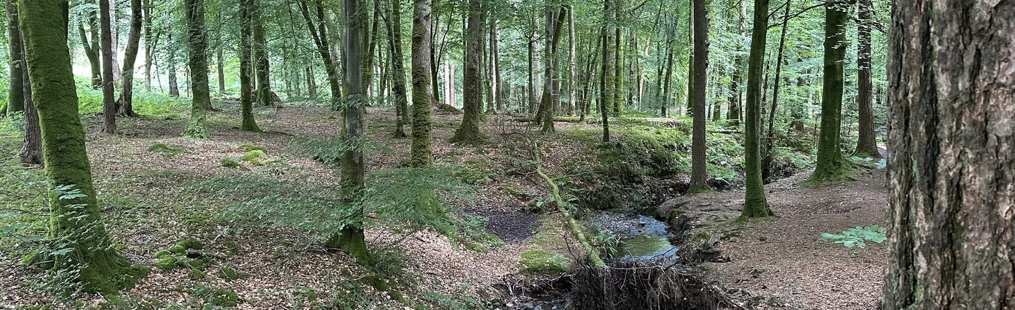Circuit Mabie Forest - Loch Arthur Plantations, Dumfries and Galloway ...