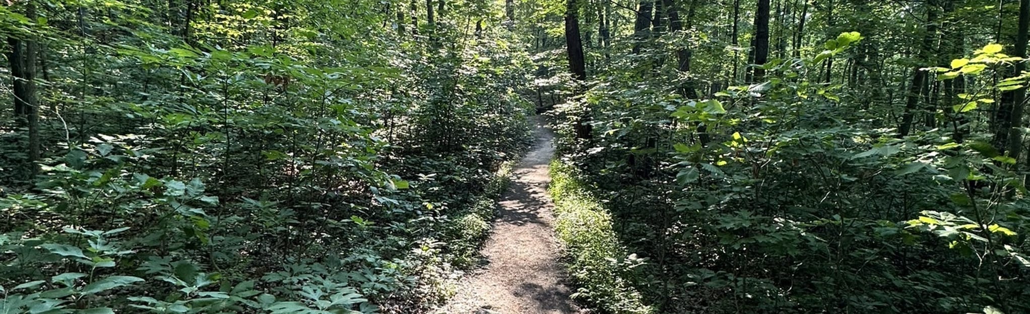 White Rocks Trail: 1.485 foto's - Pennsylvania | AllTrails