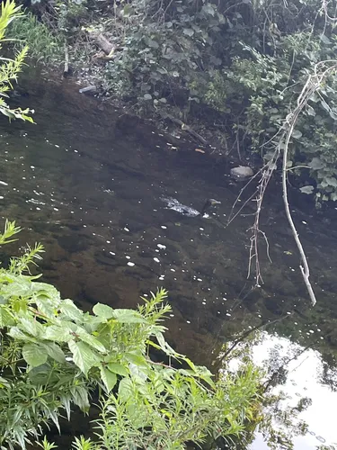 Best Hikes and Trails in Lake Mohegan Recreation Area | AllTrails