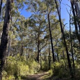 Doonan Creek Reserve Walk, Queensland, Australia - 41 Reviews, Map ...