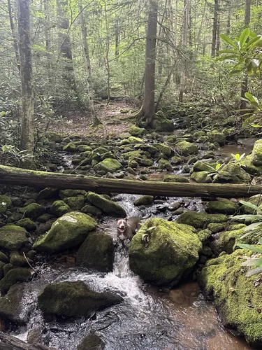 Best Hikes and Trails in Bear Run Nature Reserve | AllTrails