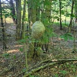 Whitney Spur Bikeway to Wompatuck Bikeway, Massachusetts - 471 Reviews ...