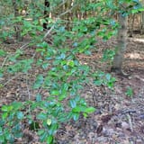 Whitney Spur Bikeway to Wompatuck Bikeway, Massachusetts - 471 Reviews ...