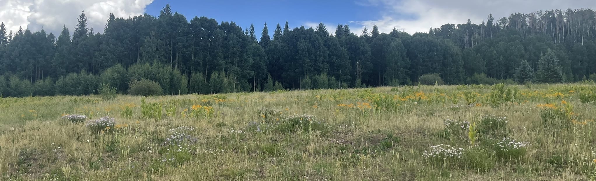 Endlich Mesa Road, Colorado - 18 Reviews, Map | AllTrails