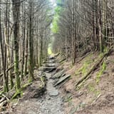 Mount Buckley via Clingmans Dome Bypass Trail, North Carolina - 886 ...